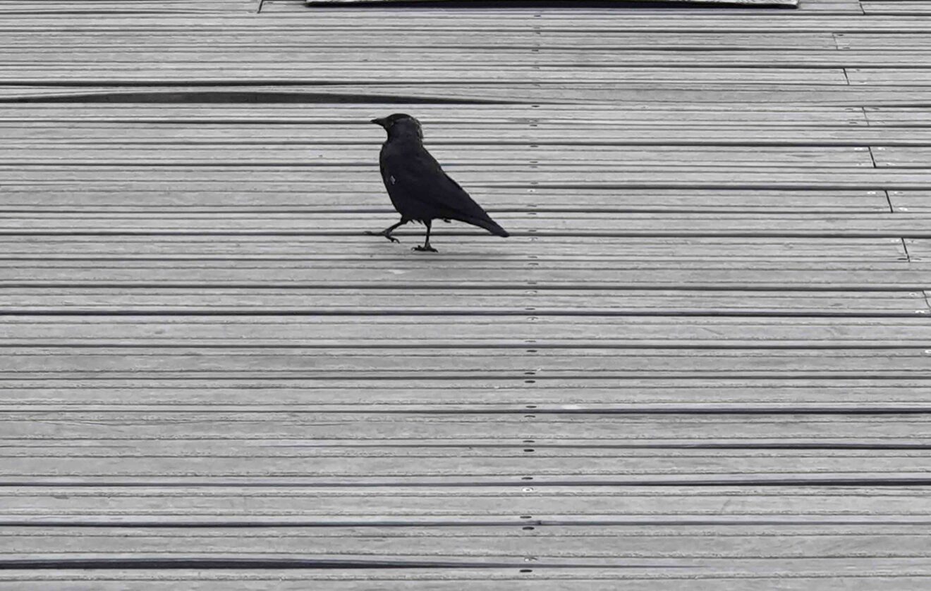 Motherboard: Januar 2026 - Groove